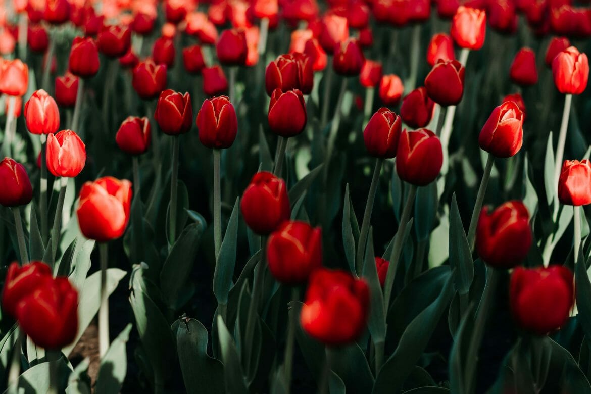 Tulip Flower Meaning, Symbolism, and Cultural Significance - Petal Republic