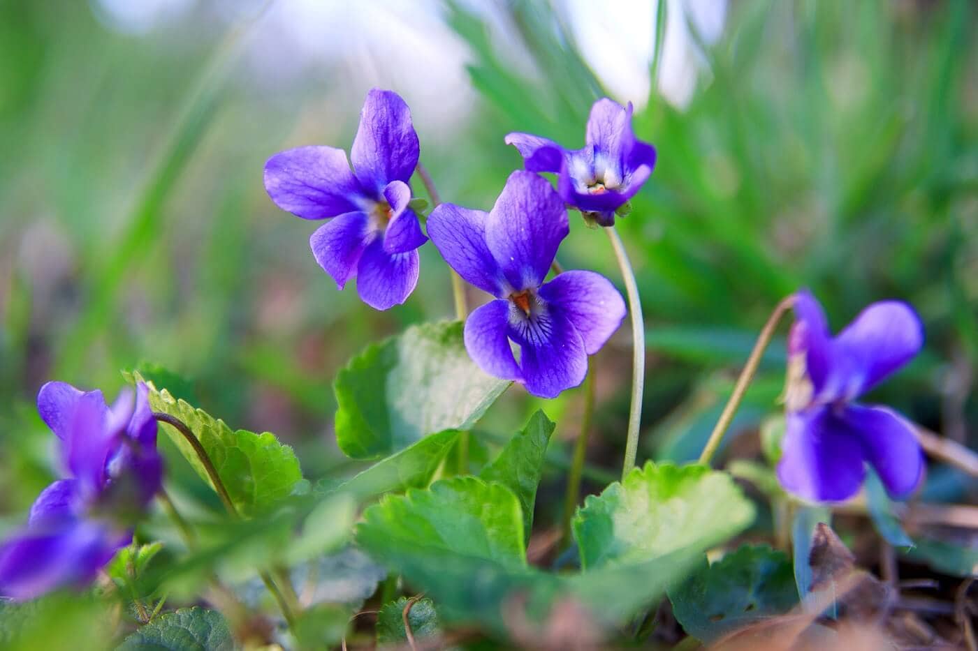 February Birth Flower Primrose Best Flower Site