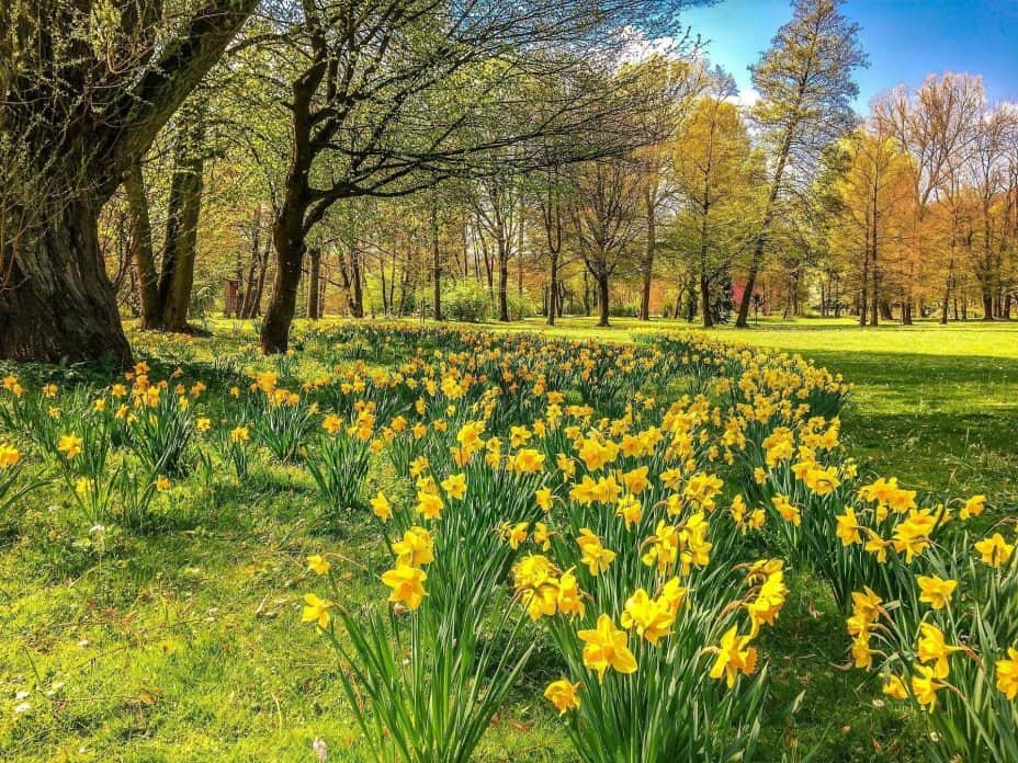 March Birth Month Flowers: The Daffodil - Petal Republic