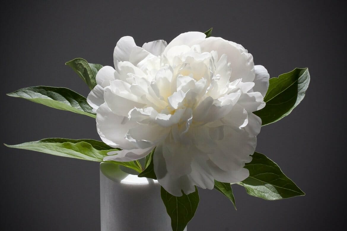 Peony Flowers and Their Symbolic Meanings - Petal Republic