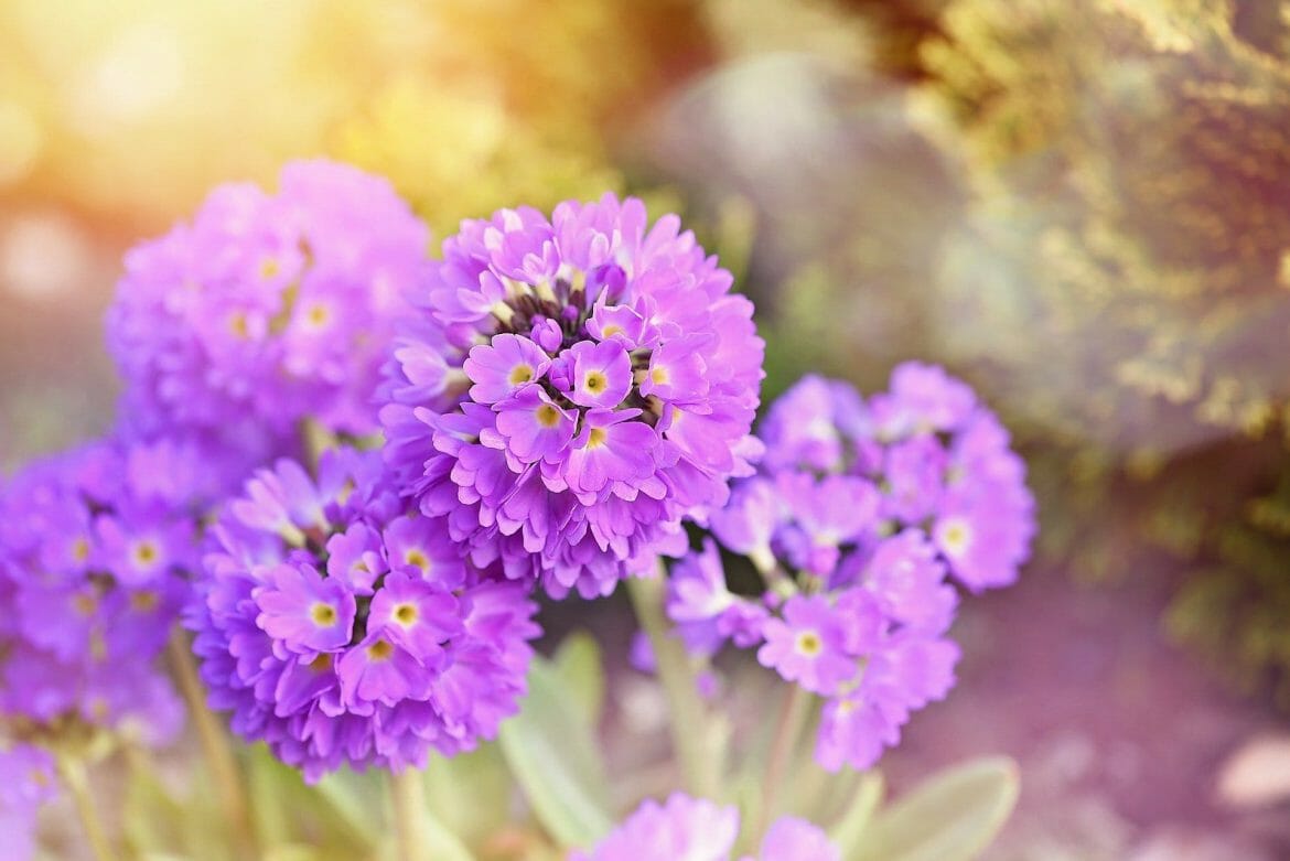 February Birth Month Flowers: Violet, Iris, and Primrose - Petal Republic