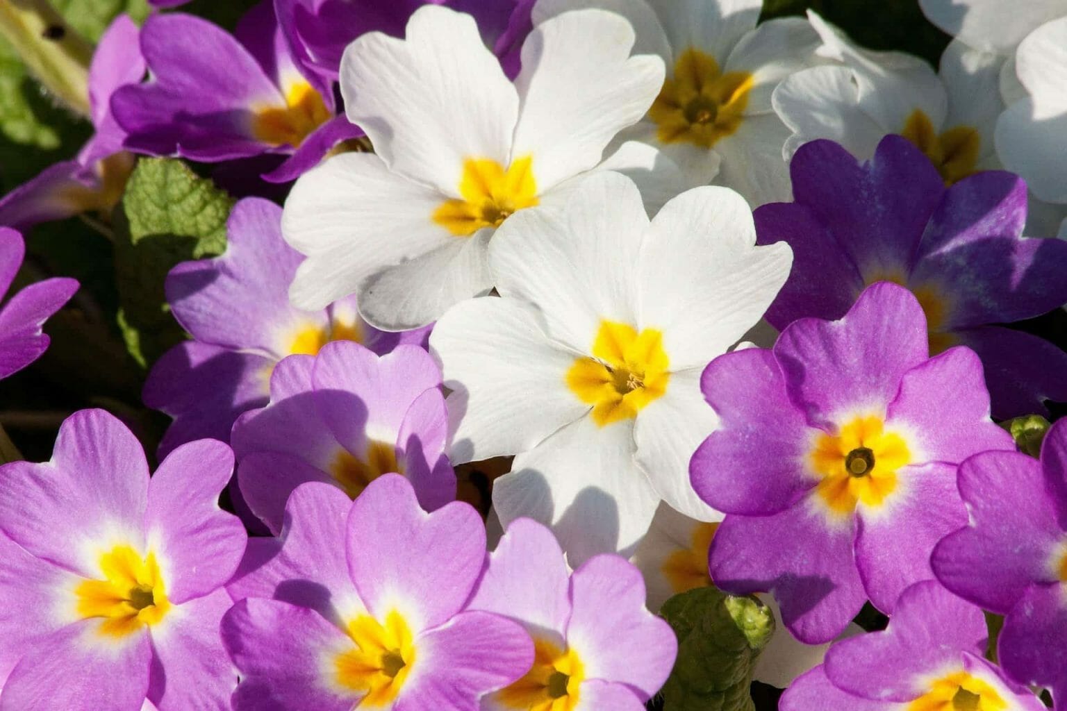 The Official Birth Flowers For February meanings Symbolism Petal The Official Birth Flowers For February meanings Symbolism Petal
