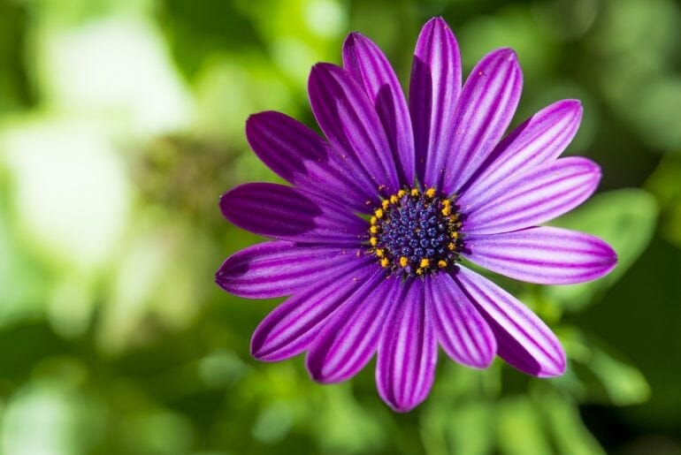 Gerbera Daisy Meaning and Symbolism in the Langauge of Flowers - Petal ...