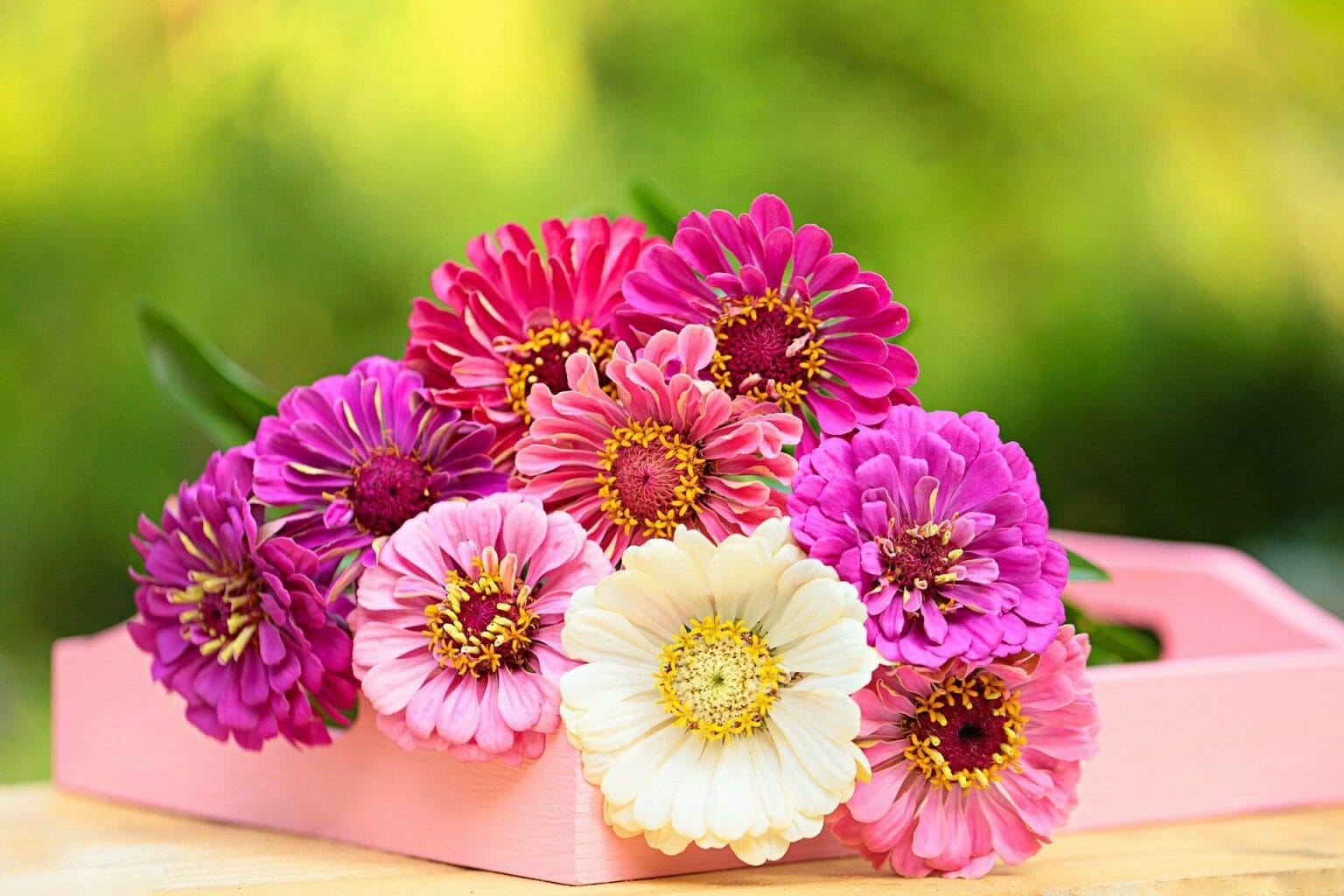 Gerbera Daisy Meaning and Symbolism in the Langauge of Flowers - Petal ...