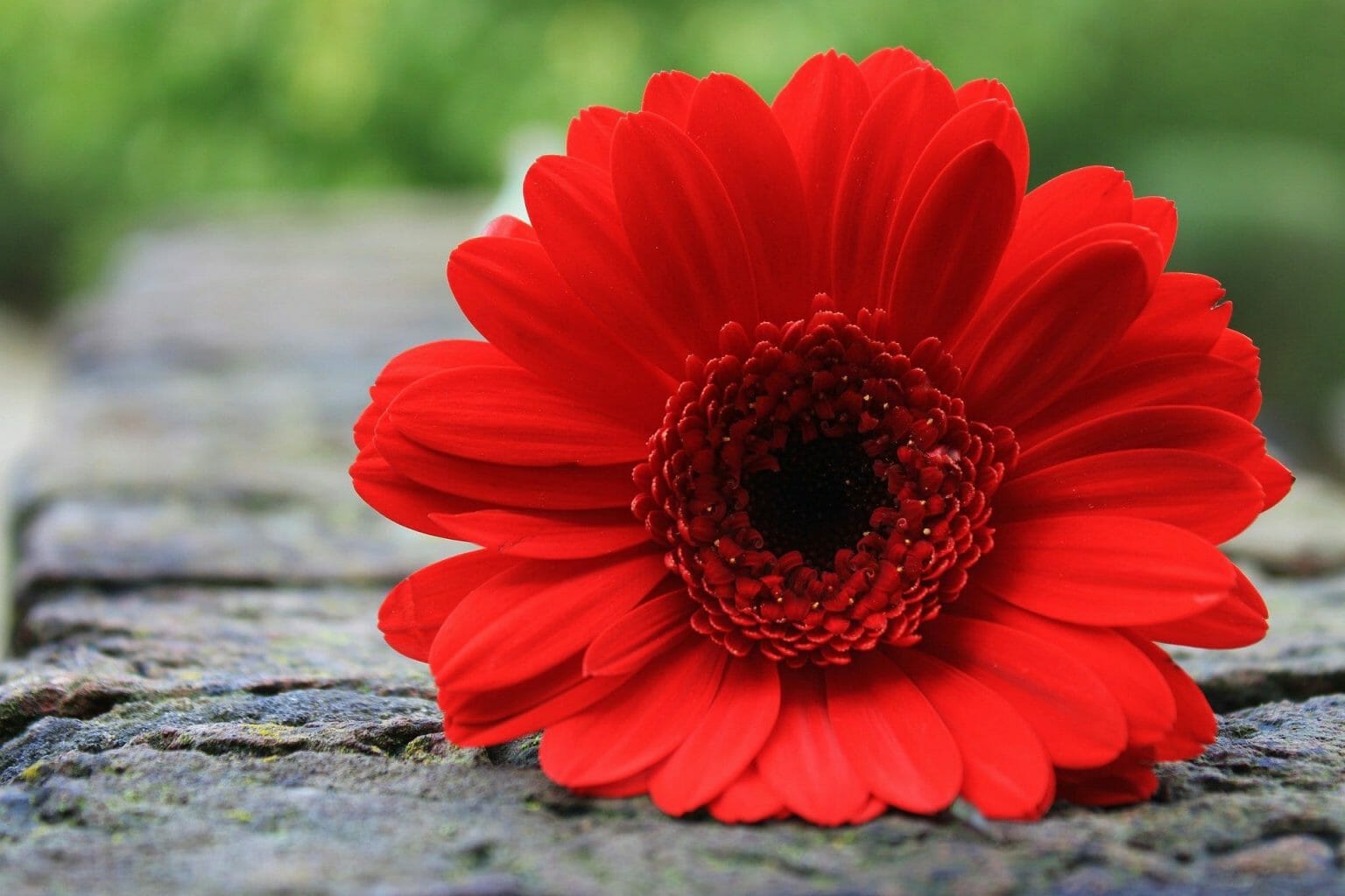 Gerbera Daisy Meaning and Symbolism in the Langauge of Flowers - Petal ...