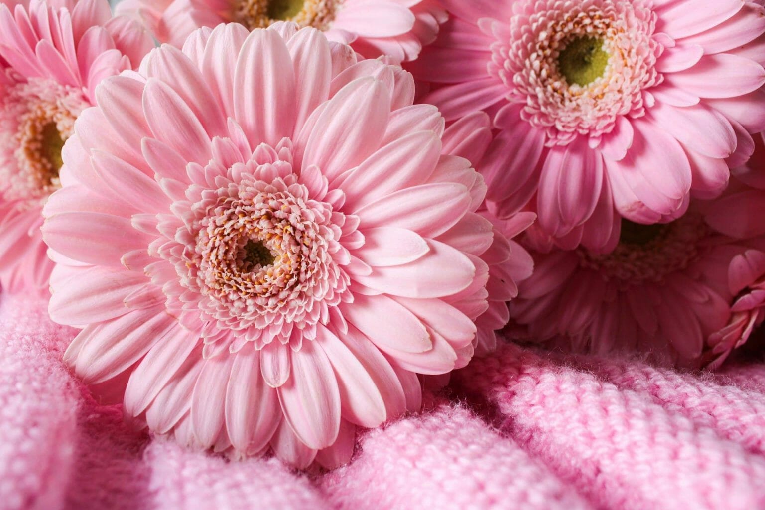 Gerbera Daisy Meaning and Symbolism in the Langauge of Flowers - Petal ...