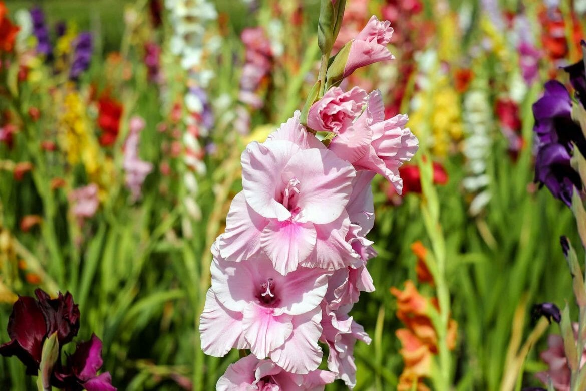 The Gladiolus Flower Meanings Symbolism And Cultural Significance