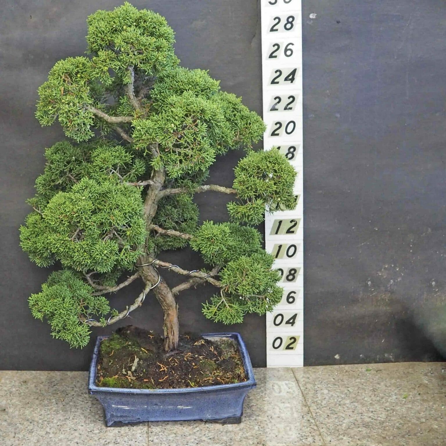 Where to Buy Quality Bonsai Trees in the USA - Petal Republic
