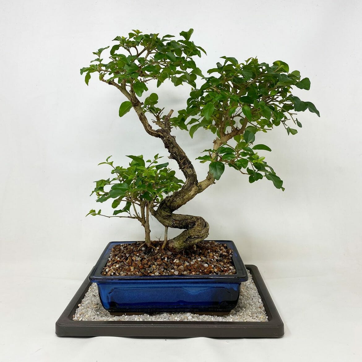 Where to Buy Quality Bonsai Trees in the USA - Petal Republic