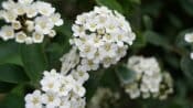 May Birth Month Flowers: Lily of the Valley and Hawthorn - Petal Republic