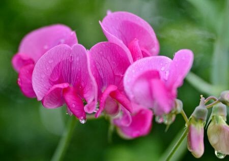 April Birth Month Flowers: Daisy and Sweet Pea - Petal Republic