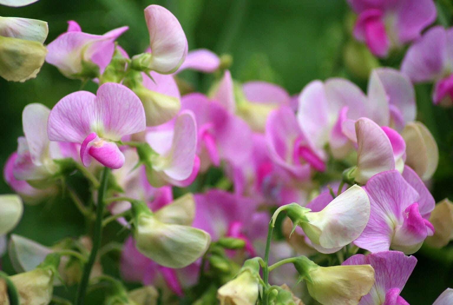 April Birth Month Flowers: Daisy and Sweet Pea - Petal Republic