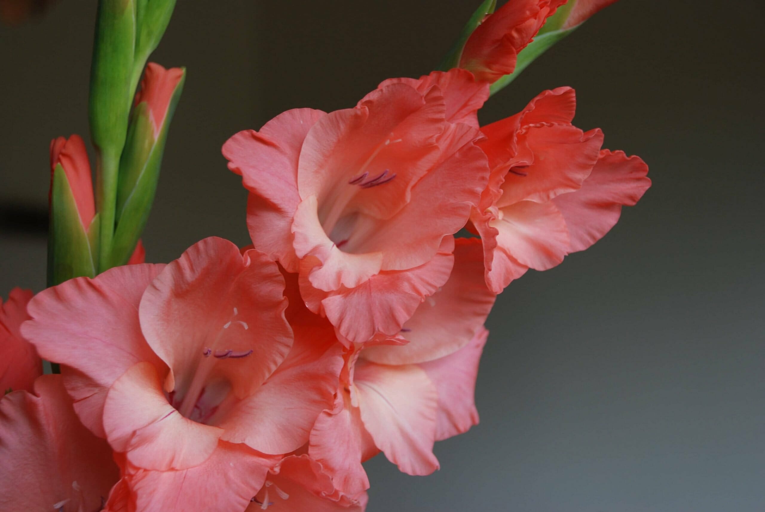 The Official Birth Flowers For August Meanings Symbolism Petal The Official Birth Flowers For August Meanings Symbolism Petal
