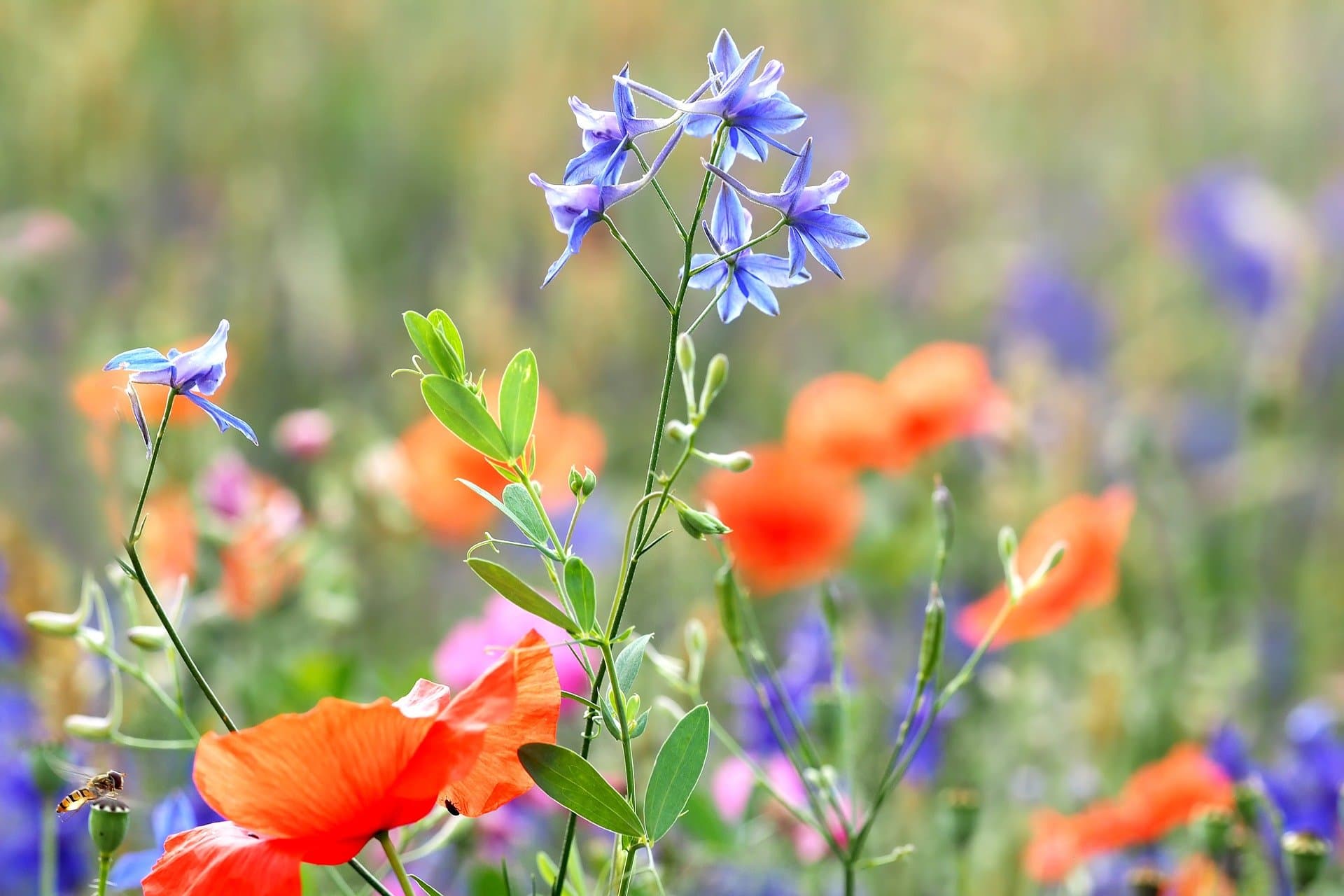 Flores De Nacimiento De Julio tipos Y Significados Oficiales 2022 Flores De Nacimiento De Julio tipos Y Significados Oficiales 2022