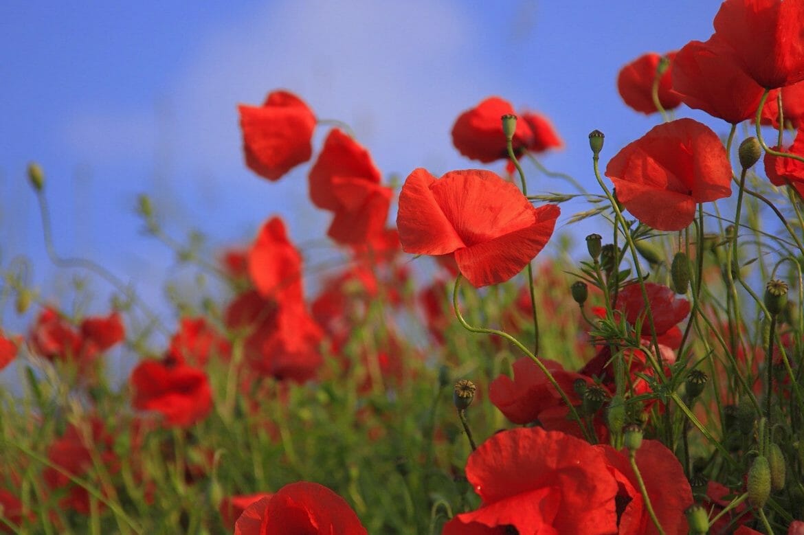 August Birth Month Flowers: Gladiolus and Poppy - Petal Republic