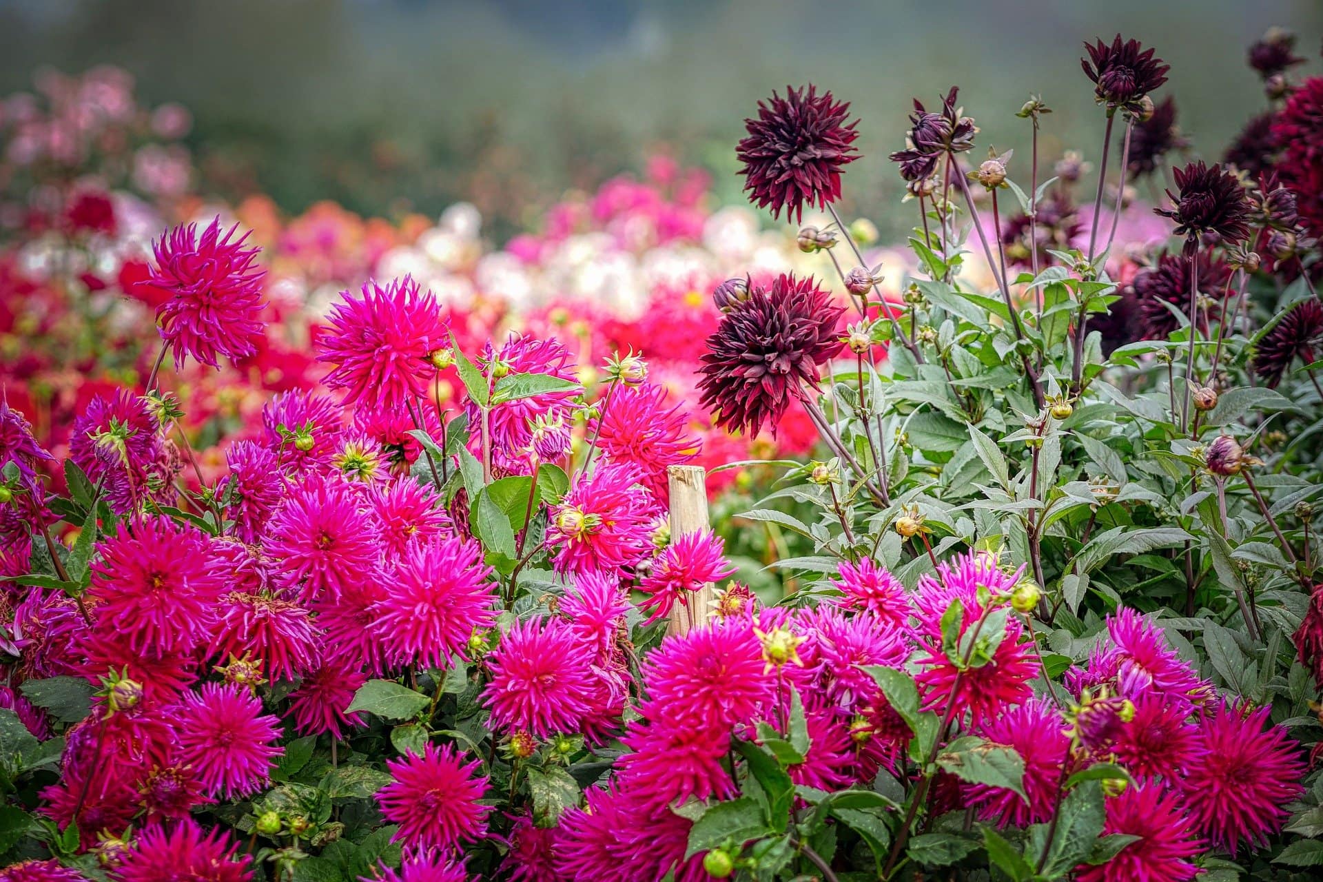 Guía definitiva de las flores de dalia (significado y simbolismo ...