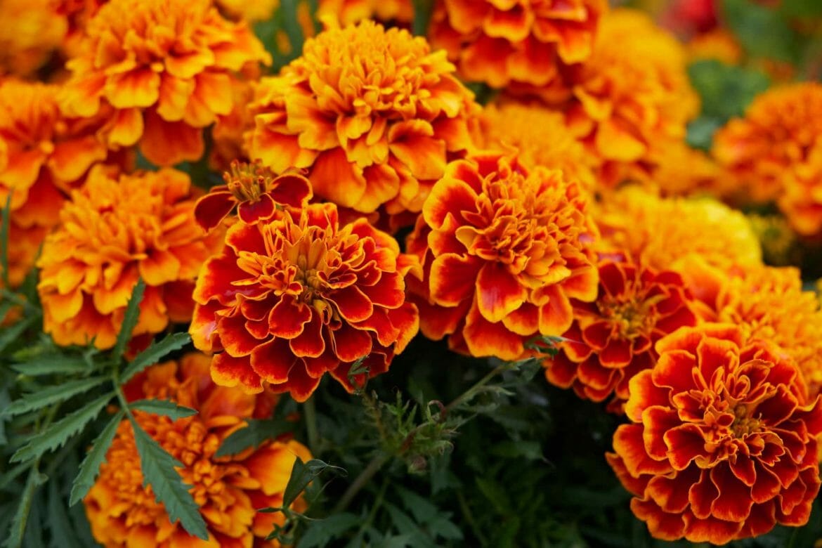 October Birth Flowers and Their Meanings - Petal Republic