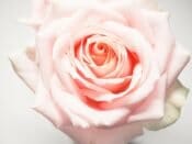 Rose Colors and Their Symbolic Meanings in Floriography - Petal Republic