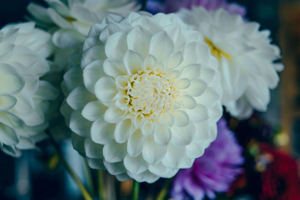 Dahlia Meaning and Symbolism in the Language of Flowers - Petal Republic