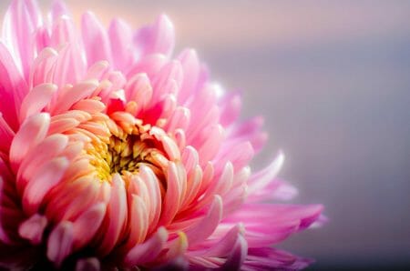 The Official November Birth Flowers - Petal Republic