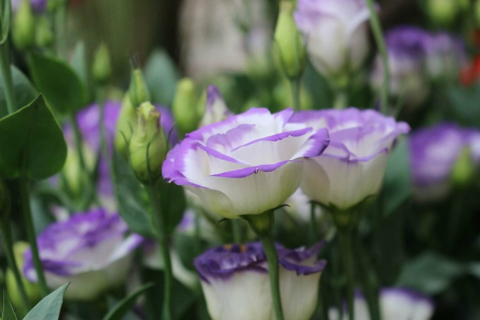 Lisianthus: The Flower That Symbolizes Charm, Grace, and Undeniable ...