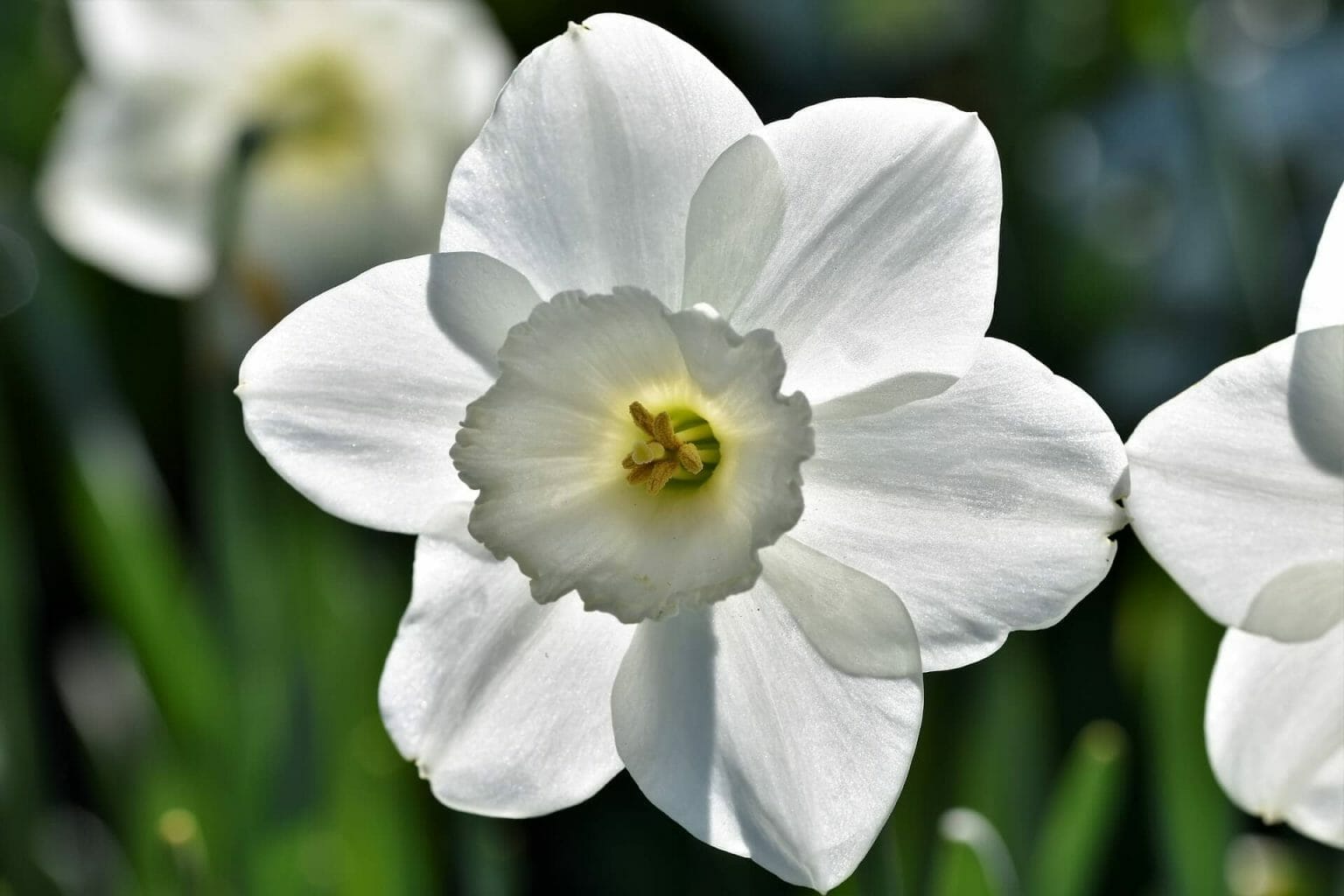 December Birth Month Flowers: Narcissus, Poinsettia, and Holly - Petal ...
