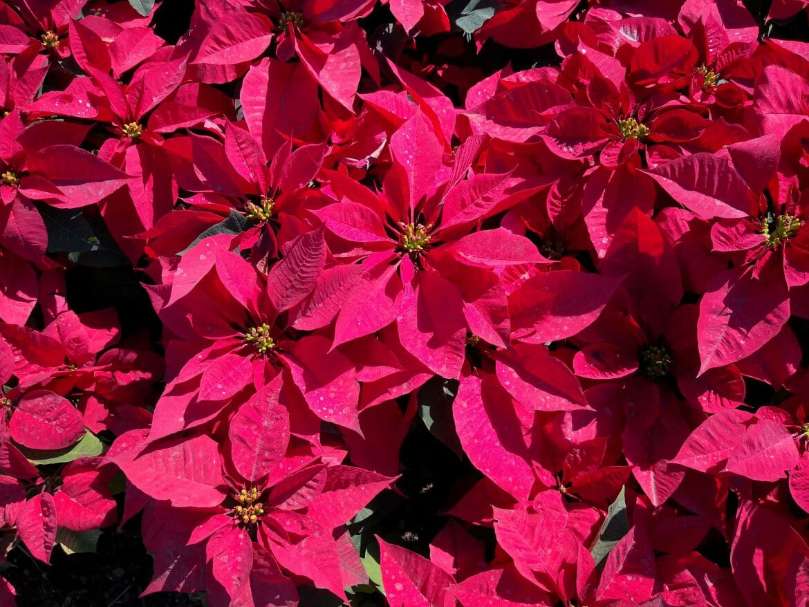 December Birth Month Flowers: Narcissus, Poinsettia, and Holly - Petal ...