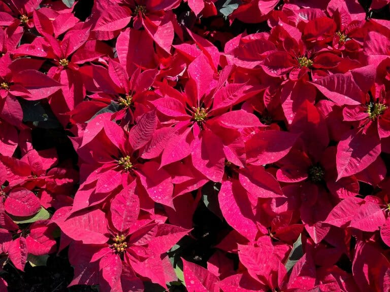 December Birth Month Flowers: Narcissus, Poinsettia, and Holly - Petal ...
