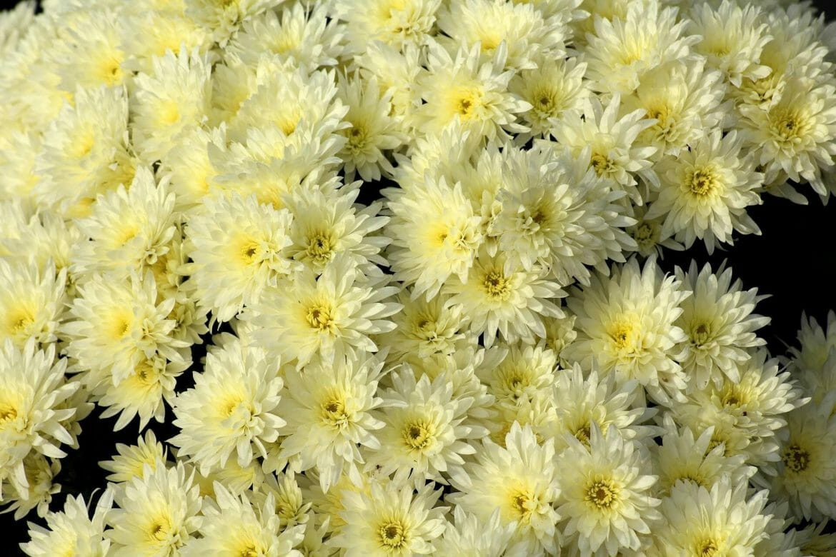 The Official November Birth Flowers - Petal Republic