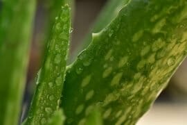 How to Grow Aloe Vera Plants Successfully at Home - Petal Republic