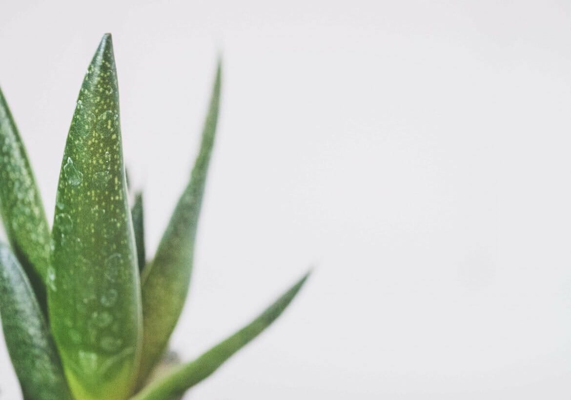 How to Grow Aloe Vera Plants Successfully at Home - Petal Republic