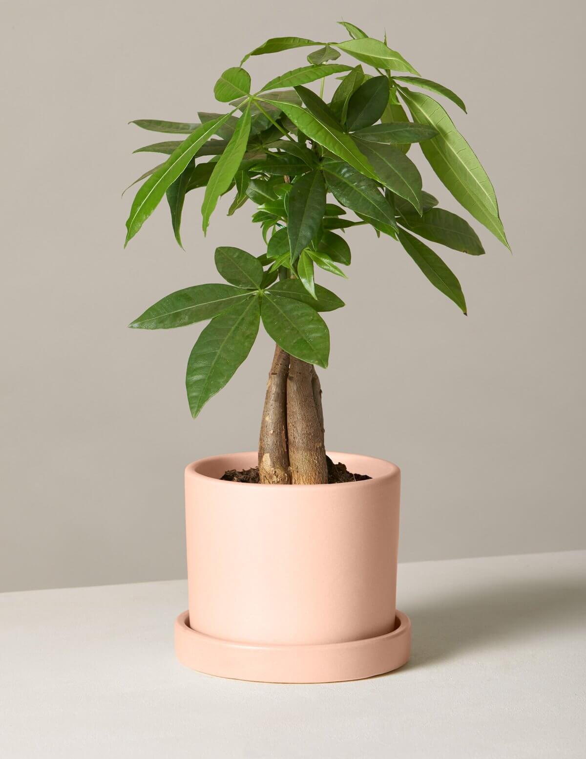 Essential Money Tree Plant Care Guide (Pachira aquatica) - Petal Republic