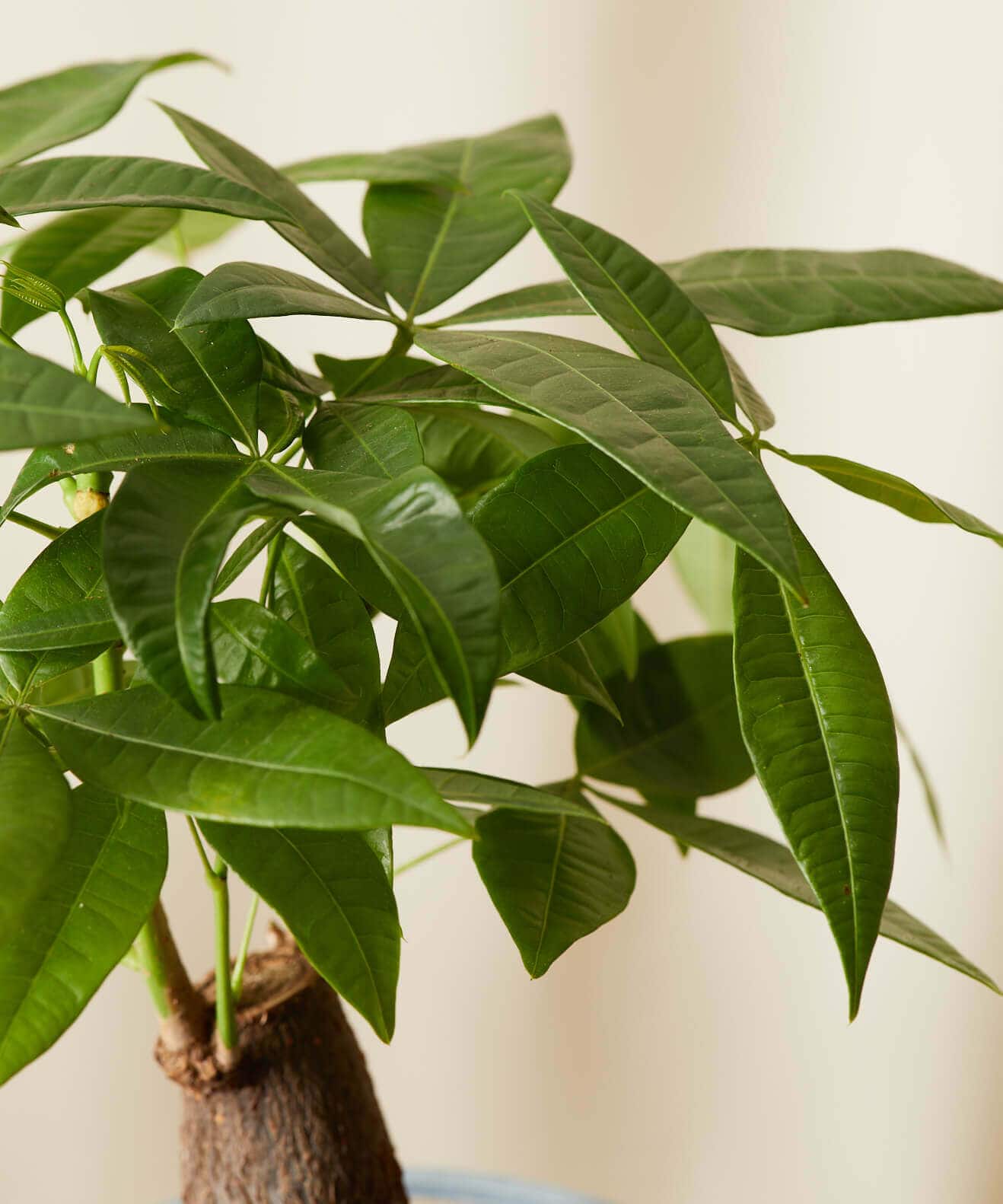 Money Tree Plant Care at Home: Your Complete Guide - Petal Republic