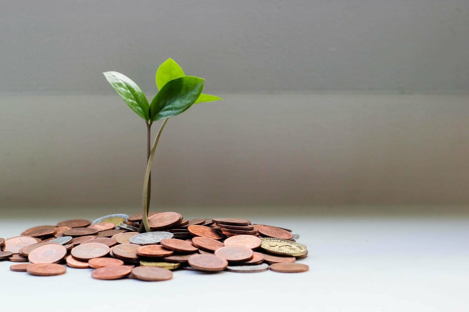 Essential Money Tree Plant Care Guide (Pachira aquatica) - Petal Republic