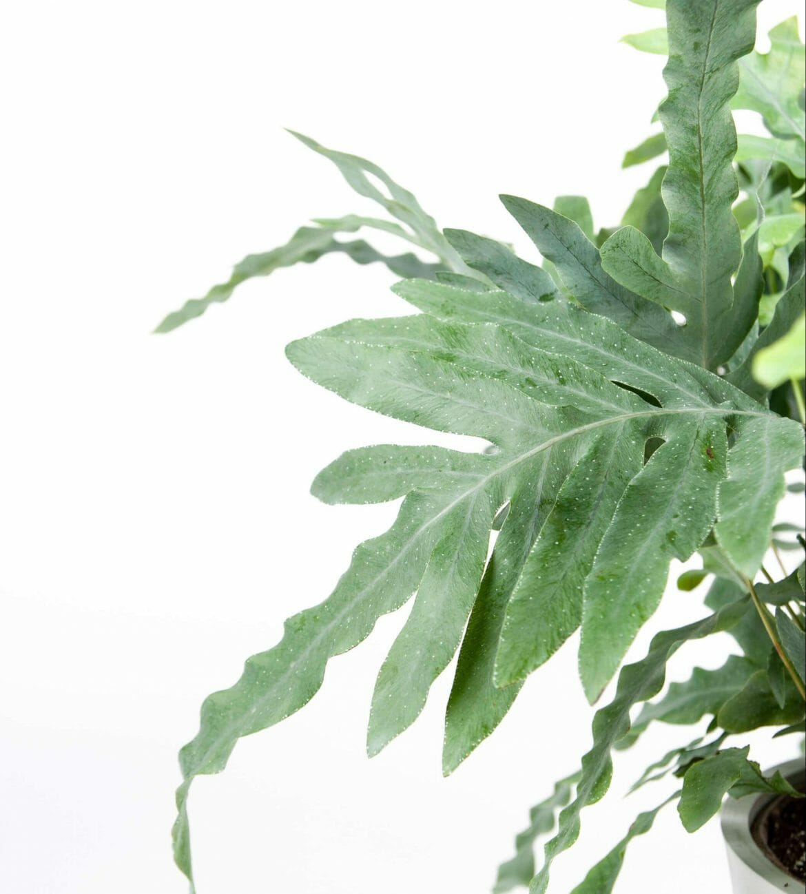 26 Best Types of Indoor Ferns to Grow at Home - Petal Republic