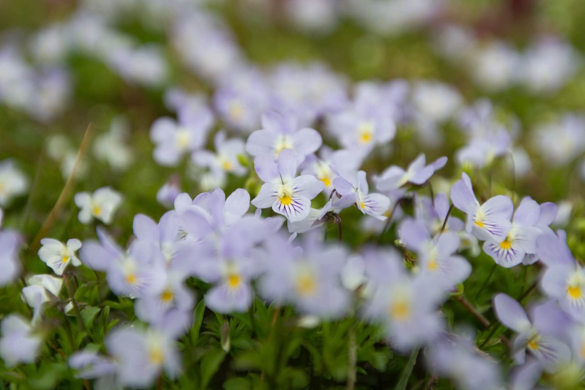 Última Guía de Flores de color Violeta (Significados & Simbolismo ...