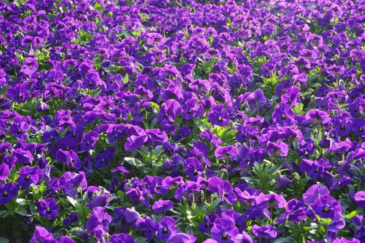 Ultimate Guide to Flores Violeta (Significados & Simbolismo) | Constant ...