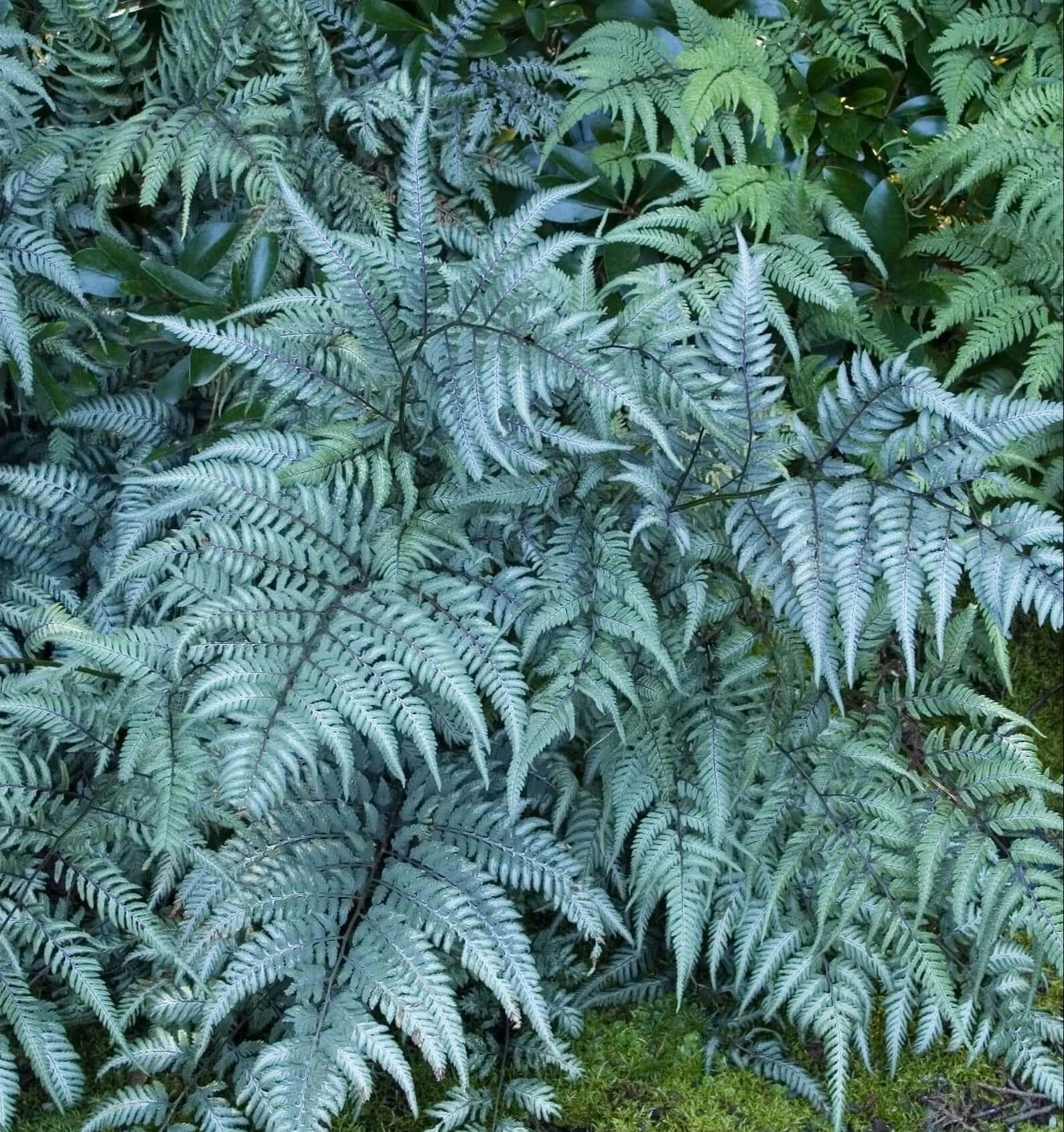 26 Best Types of Indoor Ferns to Grow at Home - Petal Republic