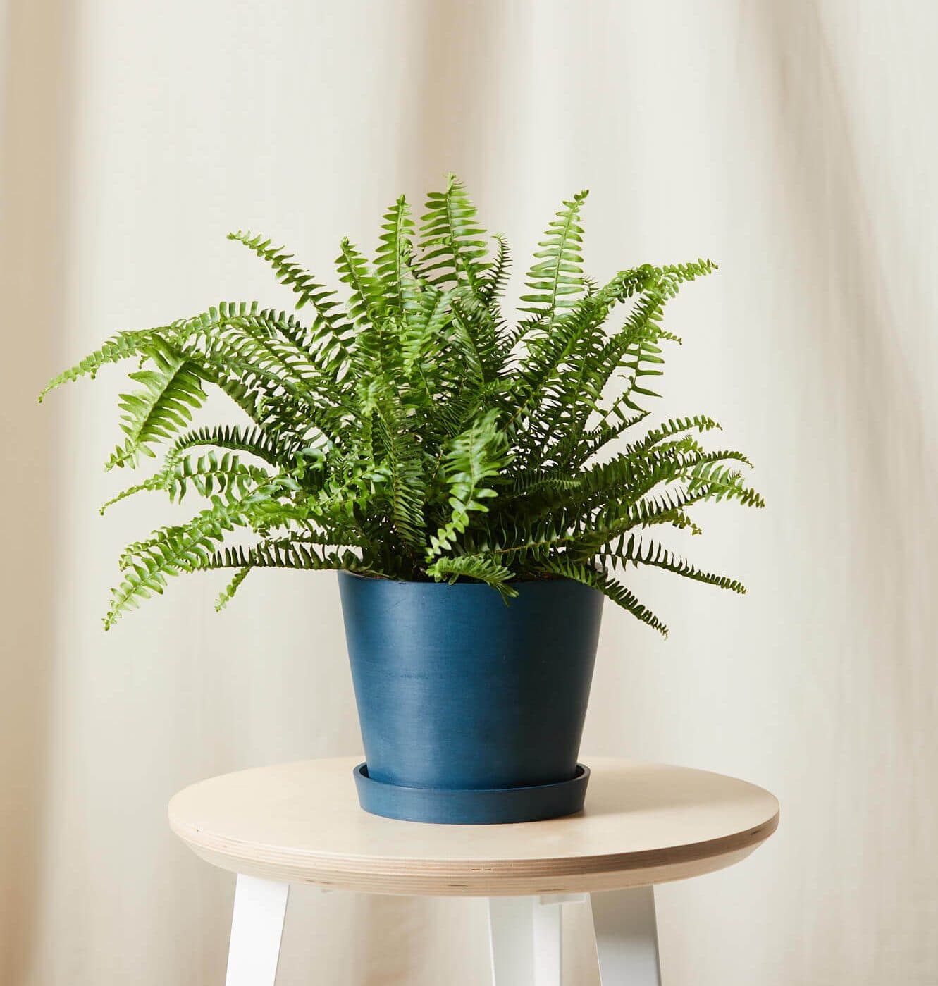 26 Best Types of Indoor Ferns to Grow at Home - Petal Republic