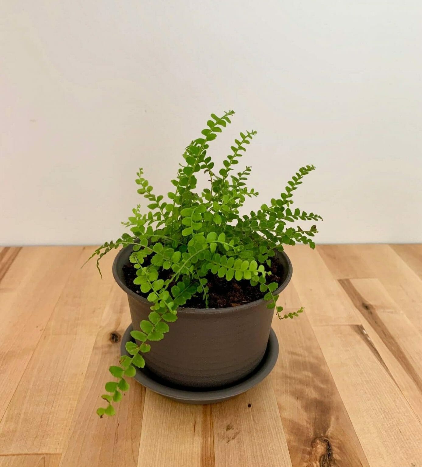 26 Best Types of Indoor Ferns to Grow at Home - Petal Republic