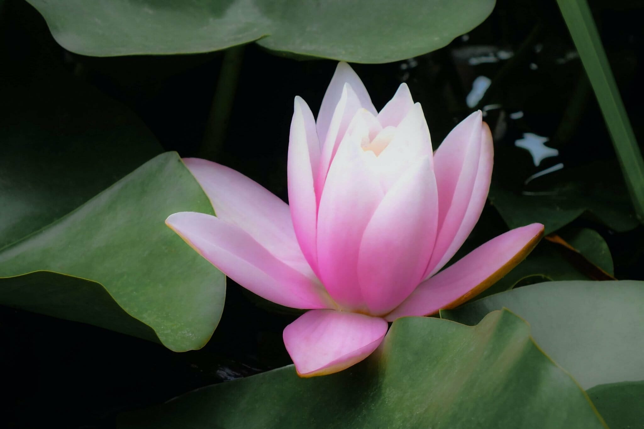 The Lotus: Understanding Its Universal Appeal and Cultural Significance ...
