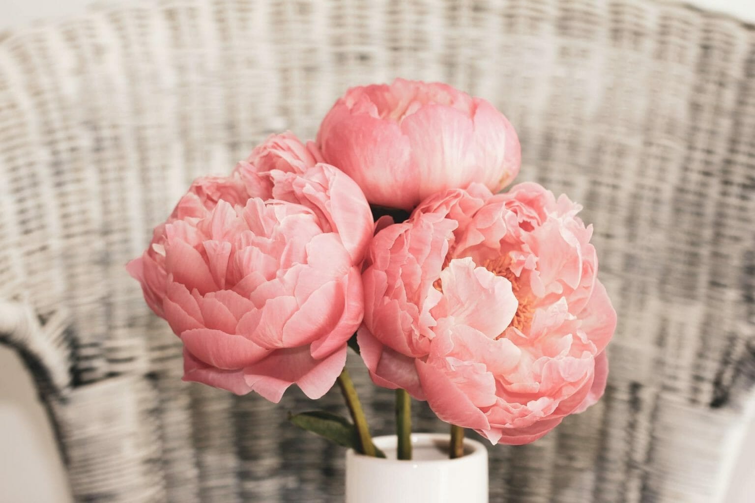 Peony Flowers and Their Symbolic Meanings - Petal Republic