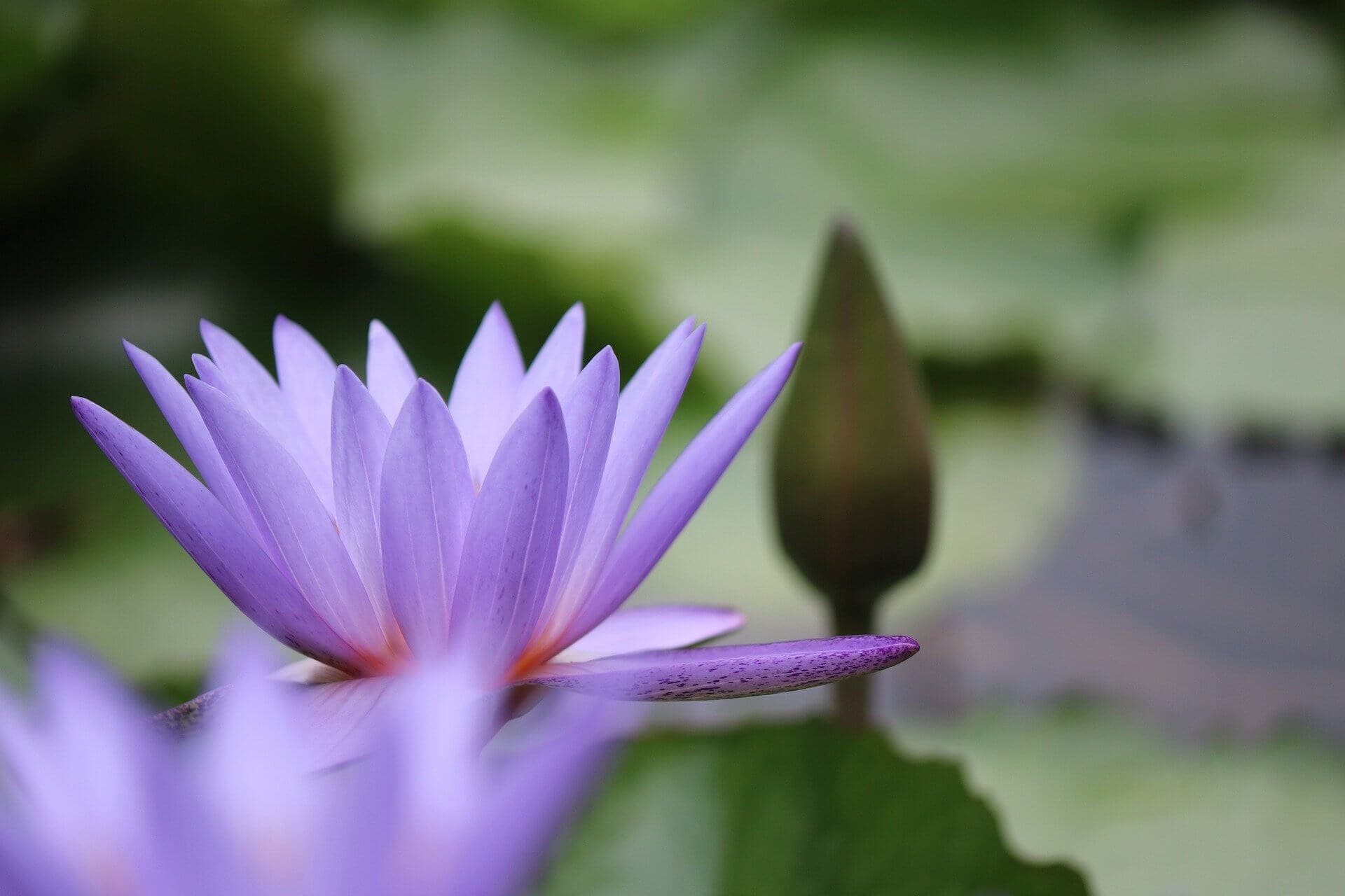Ultimate Guide To Lotus Flower Betydninger og Symbolikk | be settled