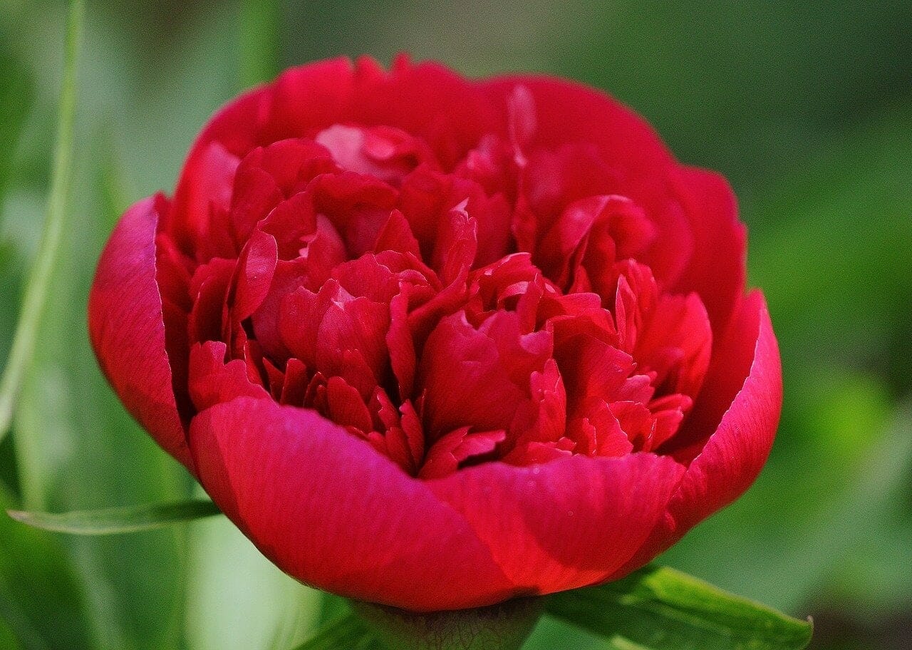 Peony Flowers and Their Symbolic Meanings - Petal Republic