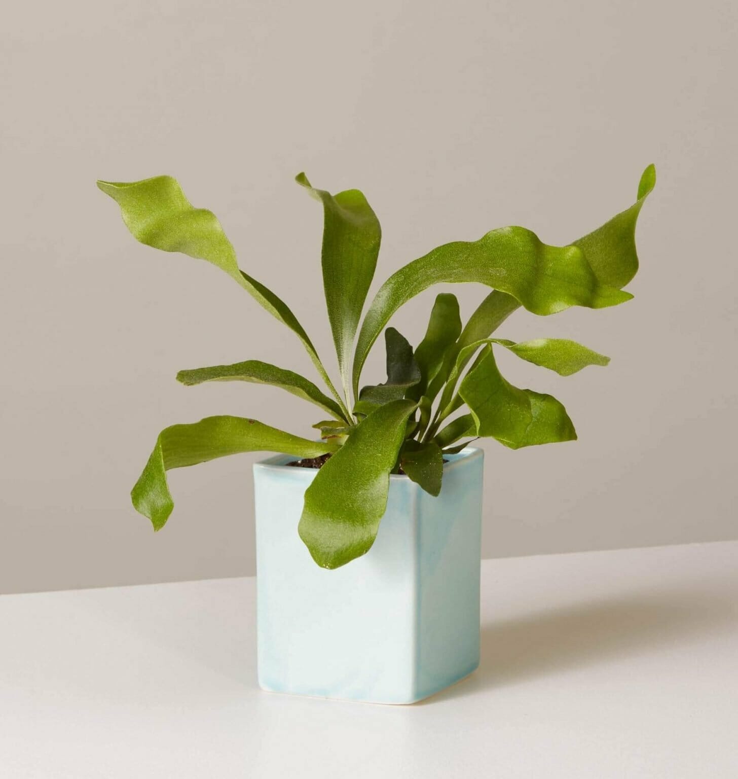 26 Best Types of Indoor Ferns to Grow at Home - Petal Republic