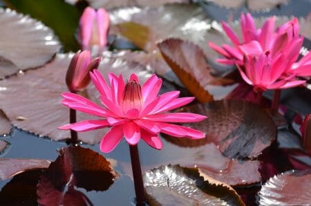 The Lotus Flower: A Fascinating Look at Their Profound Meaning ...