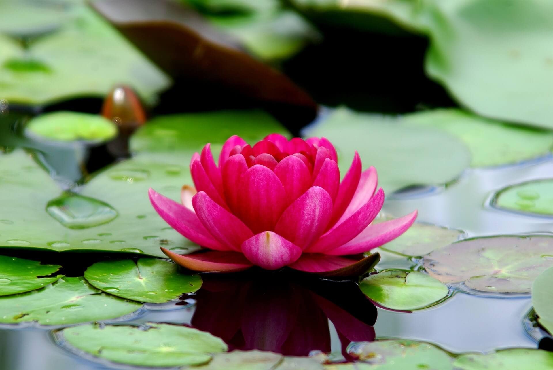 The Lotus: Understanding Its Universal Appeal and Cultural Significance ...