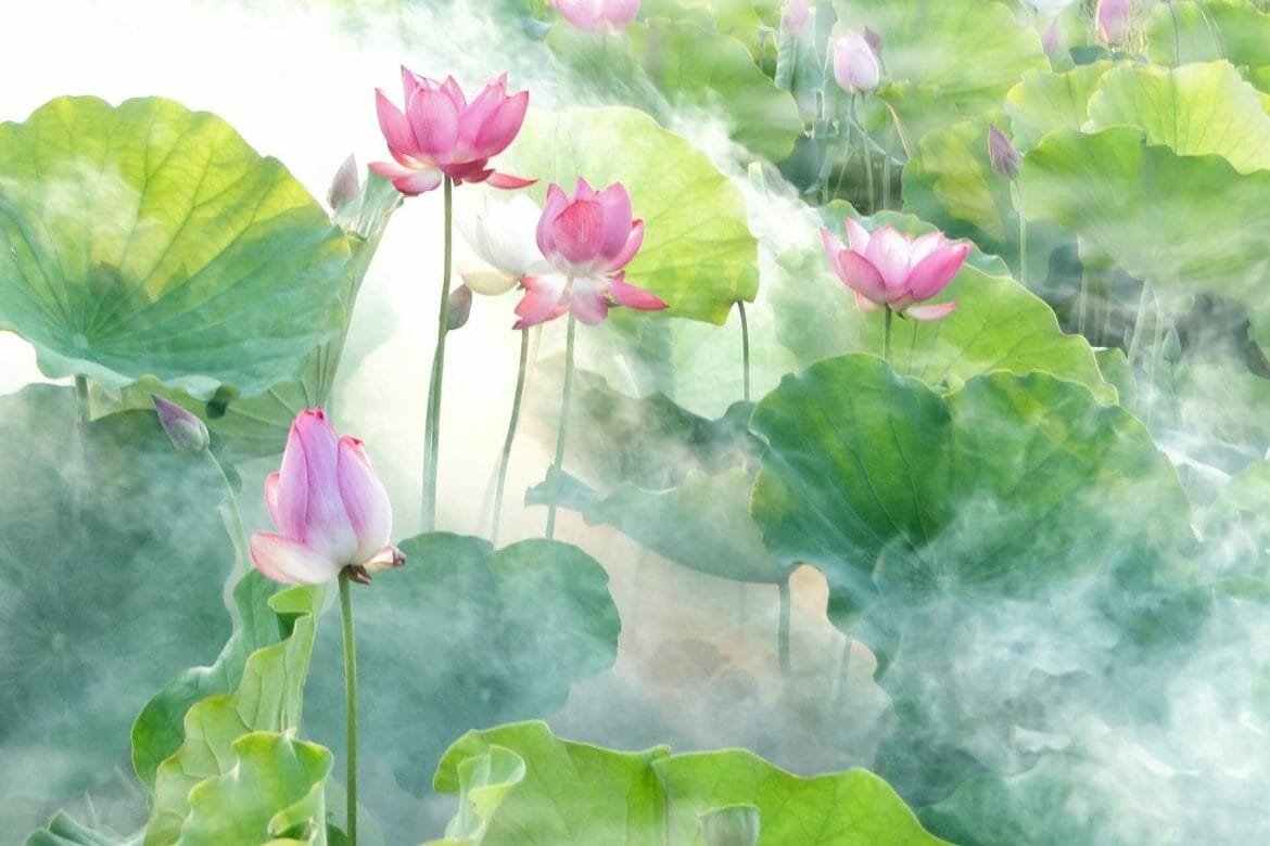 Lotus Flower Meaning, Symbolism, and Cultural Significance - Petal Republic