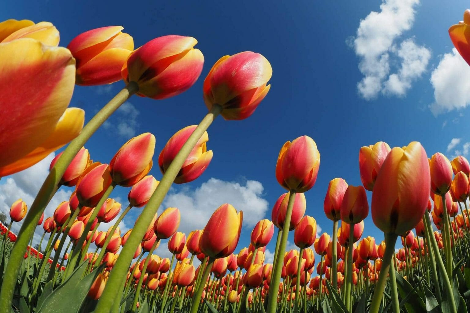 Tulip Meaning, Symbolism, and Color Significance in the Language of ...
