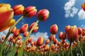 Ultimate Guide to Tulip Flower Meanings and Symbolism - Petal Republic